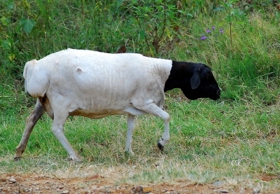 Facts and Information on Fat Tailed Sheep